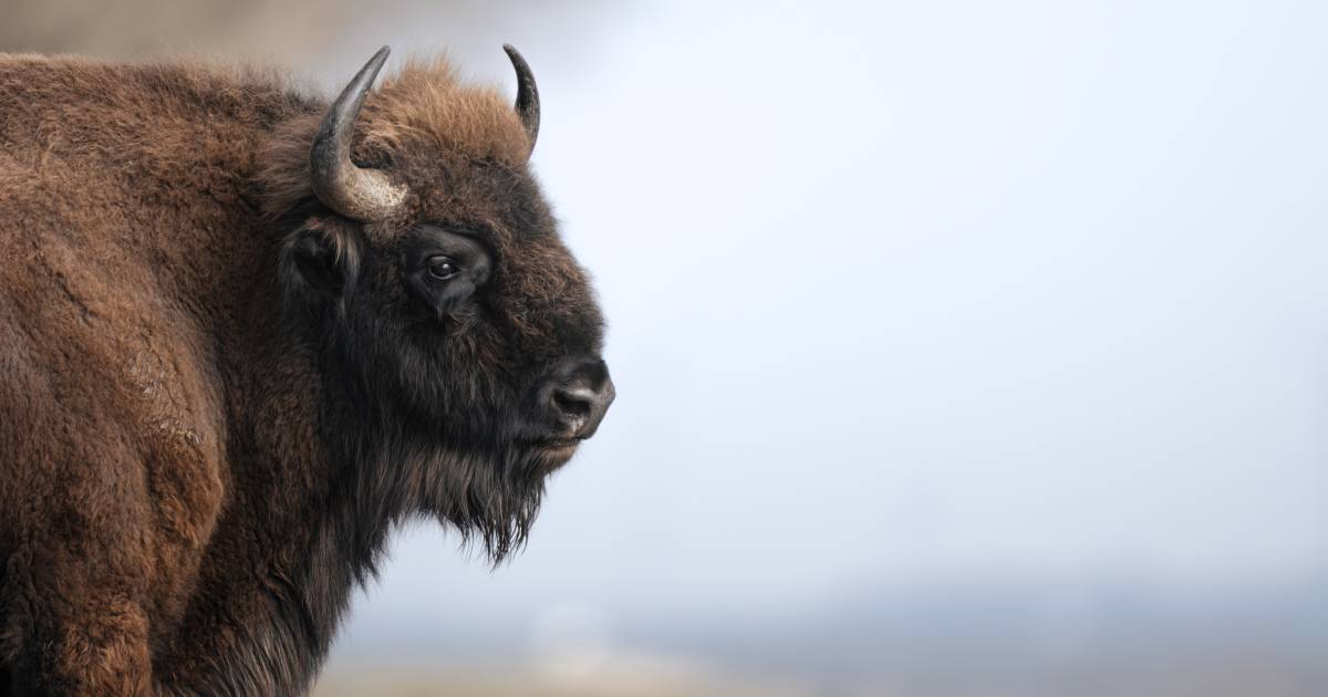 Every portrait tells a wilder story | Pascal Maranus